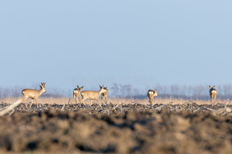 Wild Roe Deer in a Field, Spring Time Stock Image - Image of landscape ...