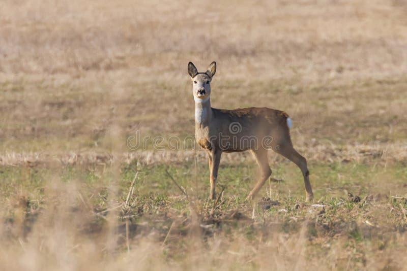 Wild Roe Deer in a Field, Spring Time Stock Image - Image of velvet ...