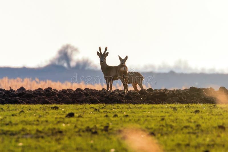 Wild Roe Deer in a Field, Spring Time Stock Photo - Image of mammal ...