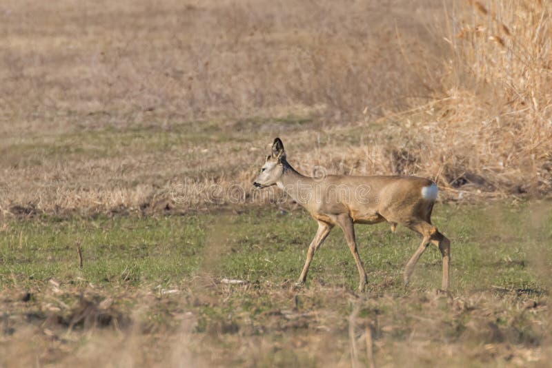 Wild Roe Deer in a Field, Spring Time Stock Image - Image of natural ...