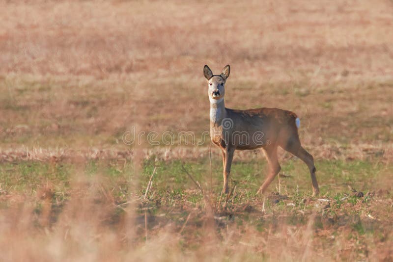 Wild Roe Deer in a Field, Spring Time Stock Photo - Image of game, hunt ...
