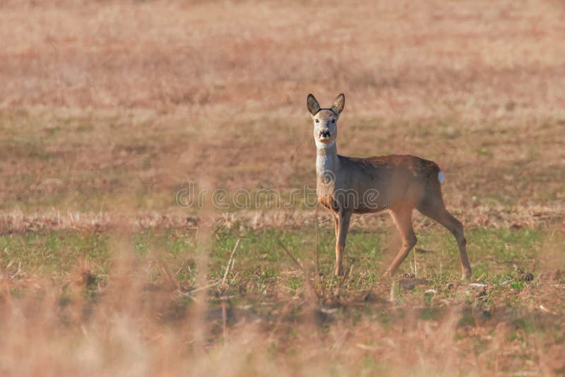 Wild Roe Deer in a Field, Spring Time Stock Photo - Image of game ...