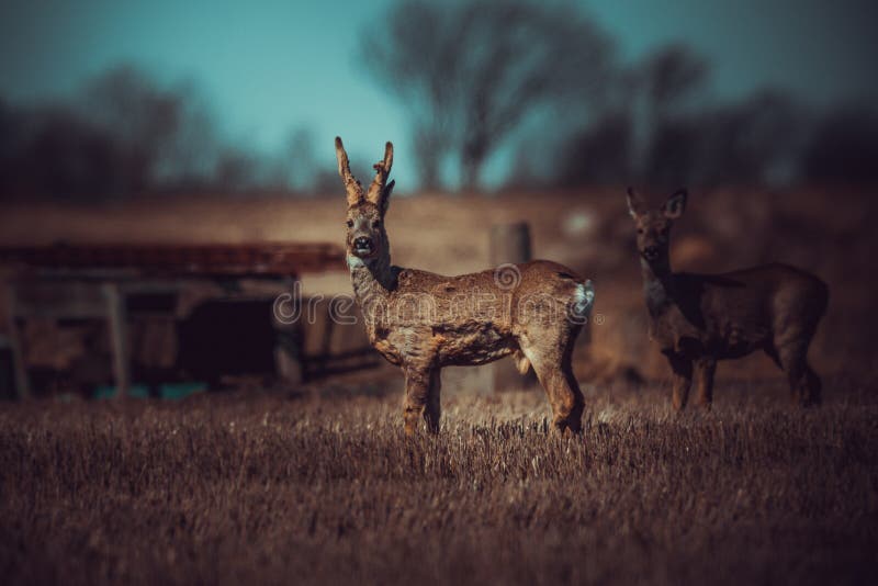 Wild Roe Deer See Some Thing Stock Photo - Image of nice, copy: 254570322