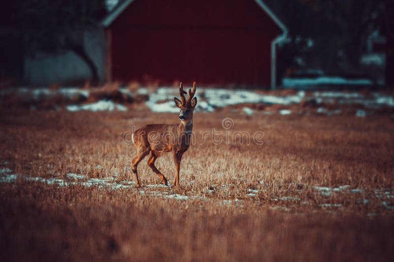 Wild Roe Deer See Some Thing Stock Image - Image of curiosity, majestic ...