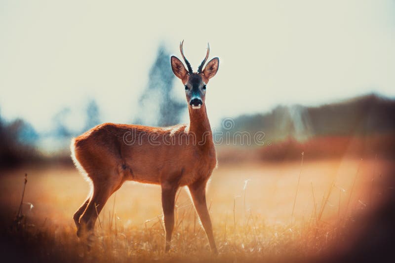 Wild Roe Deer See Some Thing Stock Image - Image of horizontal, nice ...