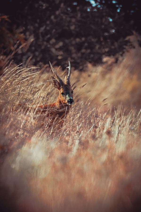 Wild Roe Deer See Some Thing Stock Photo - Image of eating, camera ...