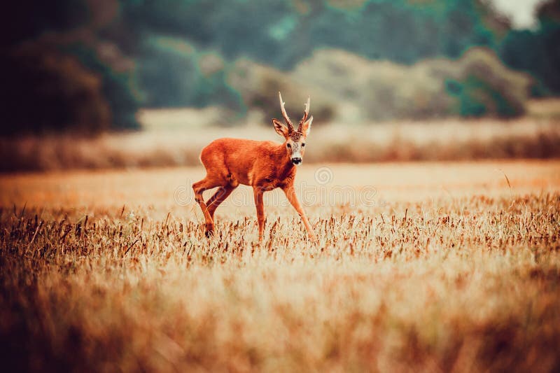 Wild Roe Deer See Some Thing Stock Photo - Image of motion, large ...