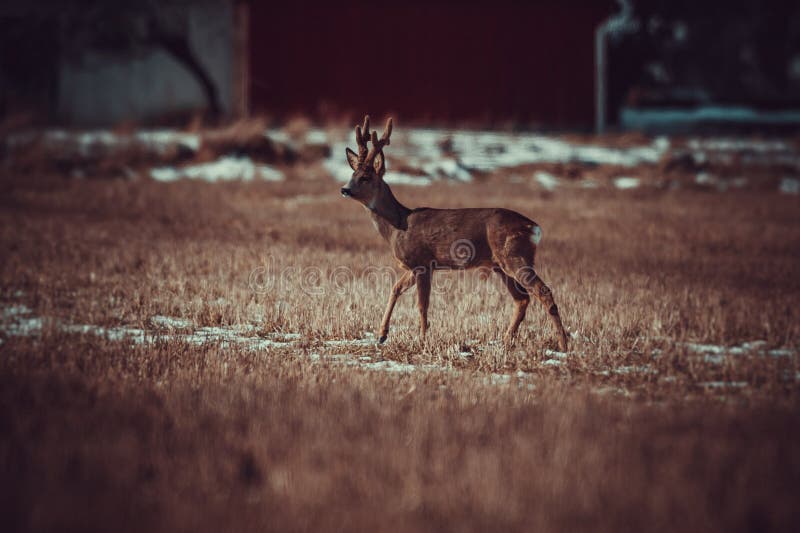 Wild roe deer stock photo. Image of england, aggression - 254575110