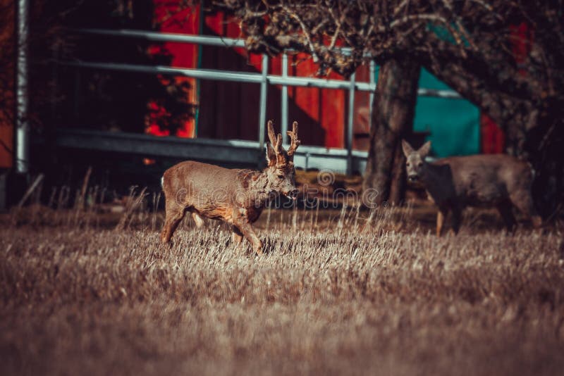 Wild roe deer editorial stock photo. Image of majestic - 254575118