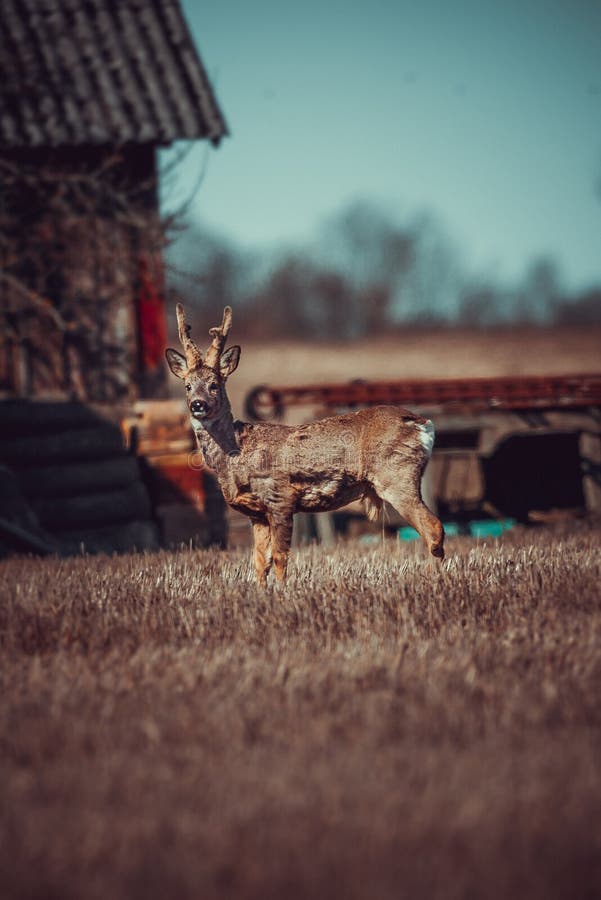 Wild roe deer editorial stock image. Image of camera - 254575129