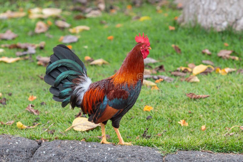 Wild Rooster Chicken on Maui Stock Photo - Image of maui, poultry ...