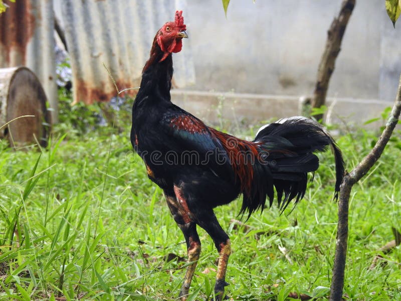 Wild rooster in the meadow stock image. Image of animal - 334425211