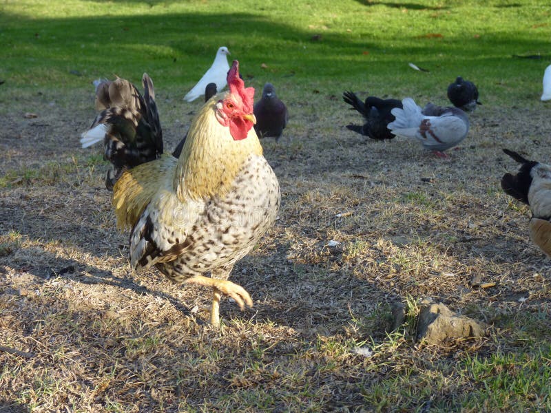 Wild Roosters and Hens in Farm Stock Photo - Image of banana, people ...