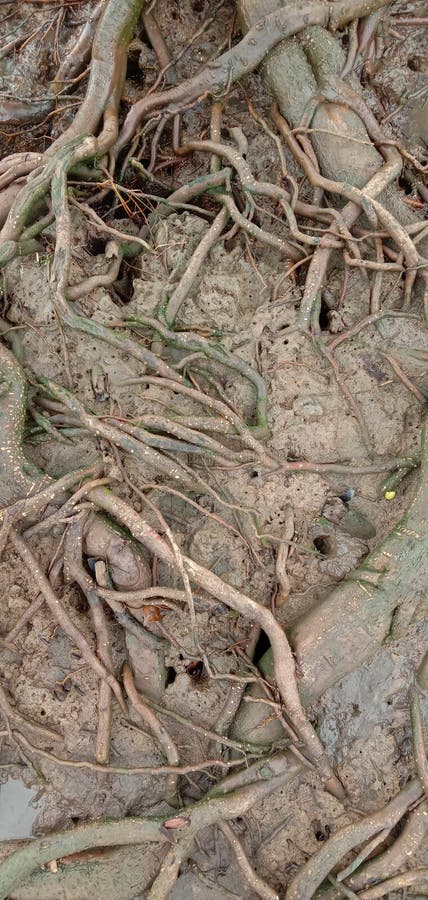 Wild Root Plants on the Banks of the River Stock Photo - Image of plant ...