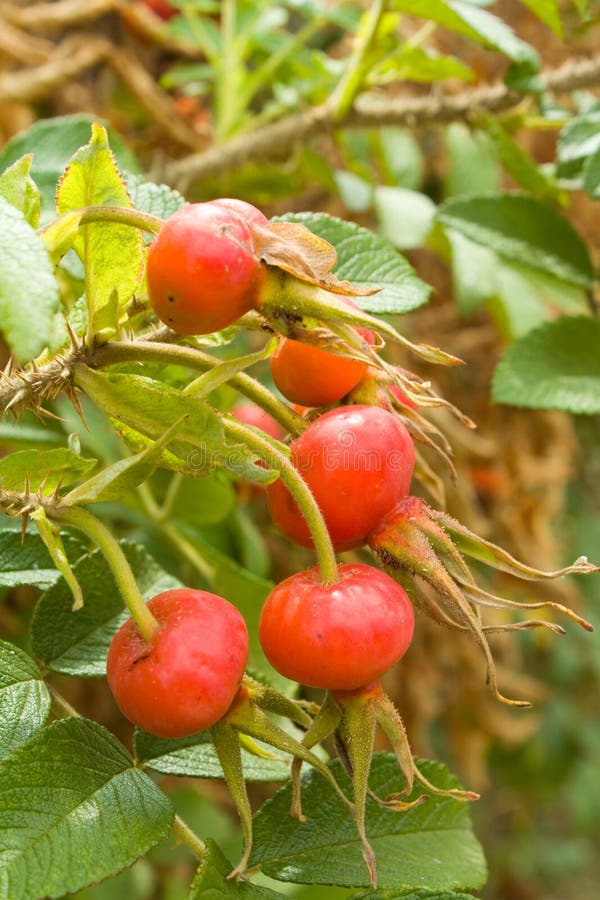 Wild rose stock image. Image of fruit, curative, drugstore - 11099317