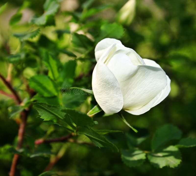 Wild rose stock image. Image of rosebud, plant, close - 12557731