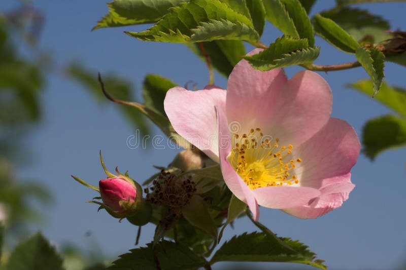 Wild rose stock image. Image of white, color, water, floweret - 1561825