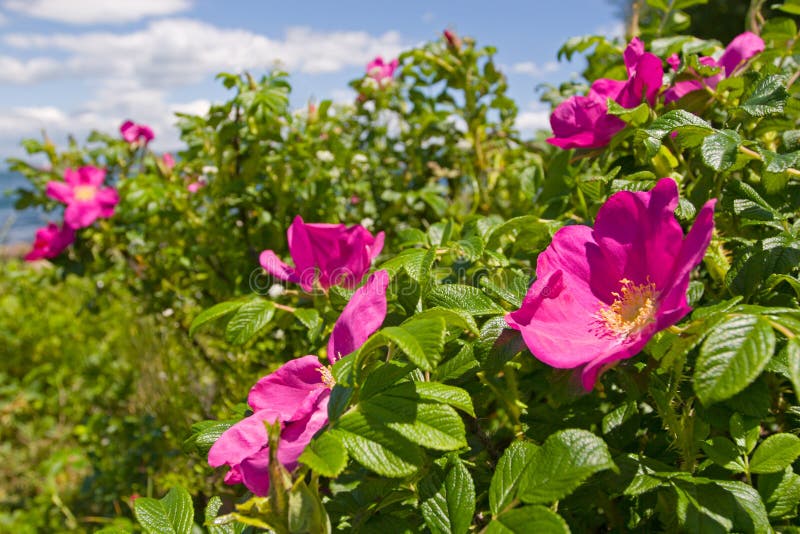 Wild rose #2 stock image. Image of florescence, hill, bright - 965333