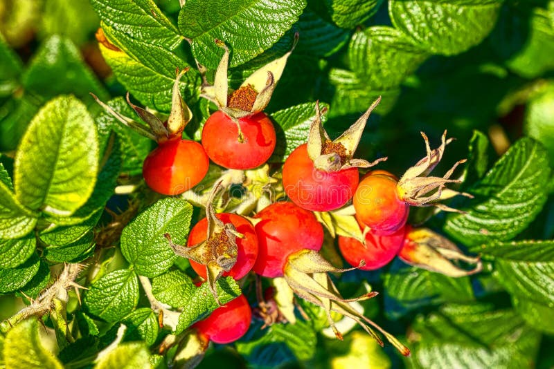 Wild rose stock photo. Image of natural, autumn, rosa - 20166048