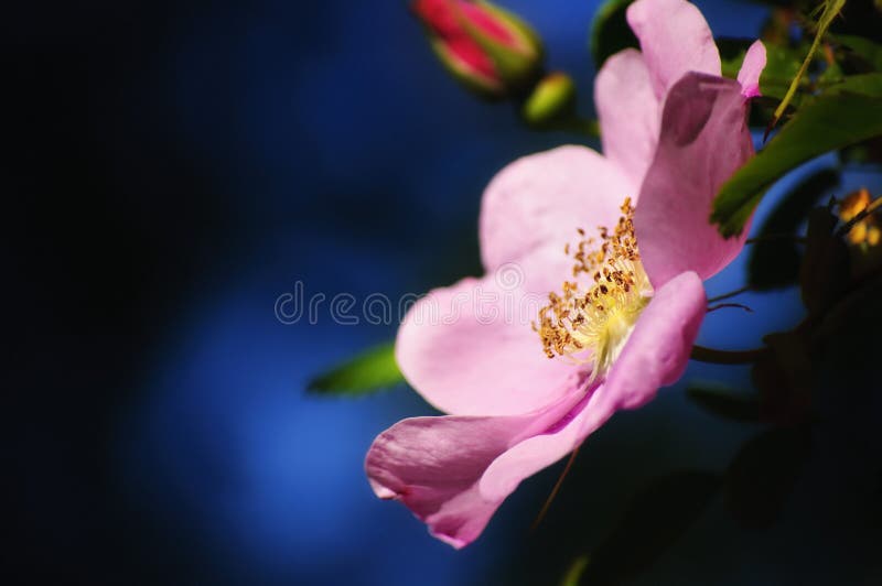 Wild rose stock image. Image of spring, wild, grow, bloom - 21267767
