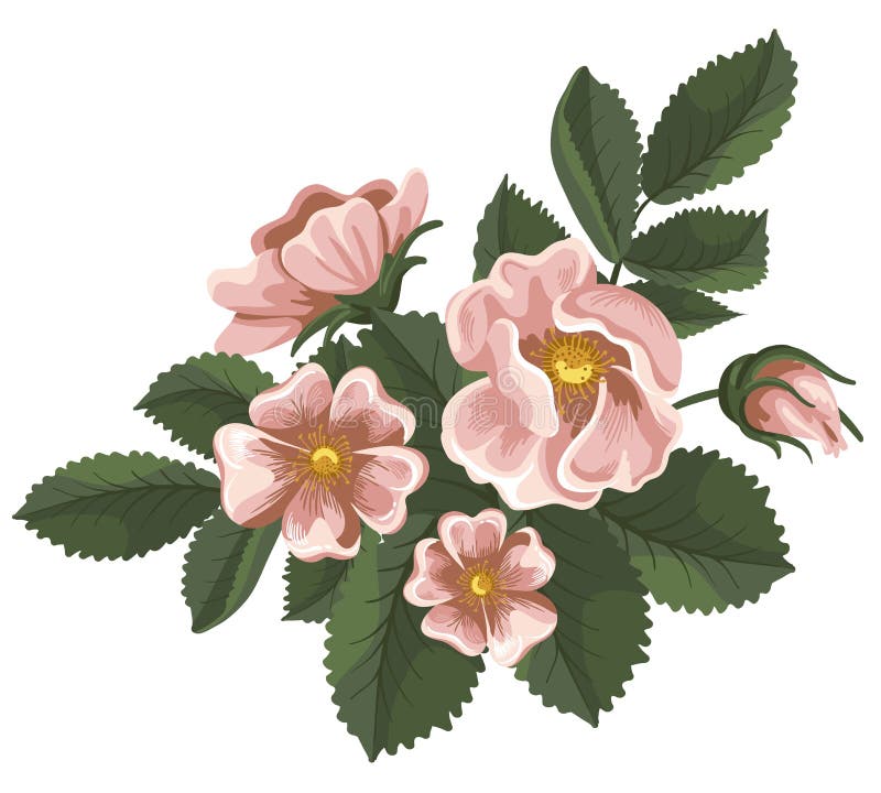 Wild rose stock vector. Illustration of isolated, leaf - 25220975