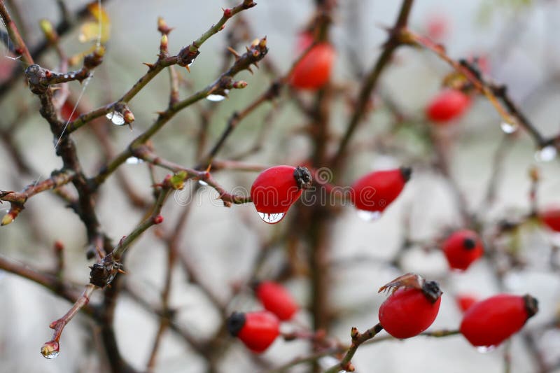 Wild rose stock image. Image of sweet, fall, season, wild - 3550535