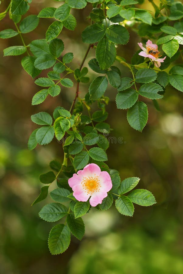 Wild rose stock photo. Image of leaf, objects, painting - 3820862