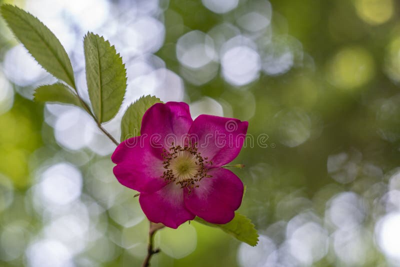 A Wild Rose and Beautiful Art Light Background Stock Photo - Image of ...