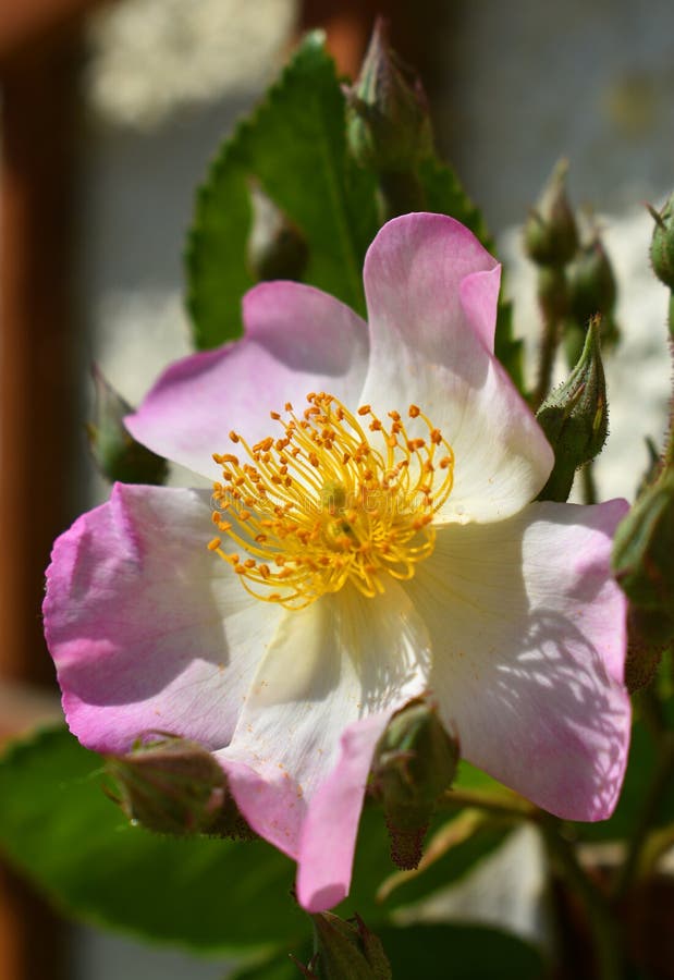 Wild Rose stock image. Image of beauty, botanic, bush - 118058855