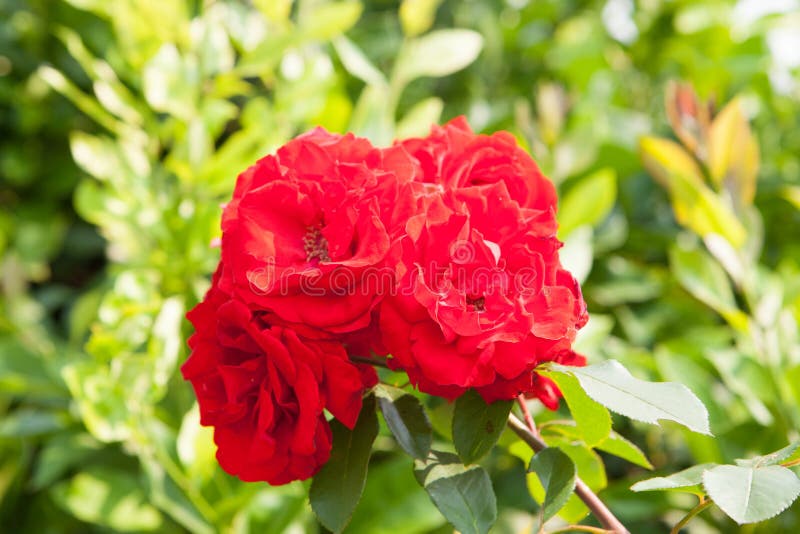 Wild Rose with Beautiful Red Roses Stock Image - Image of garden ...