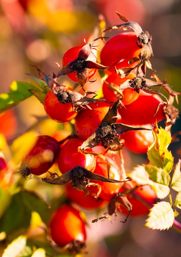 Wild Rose Berries on a Branch Stock Image - Image of food, wild: 163361819