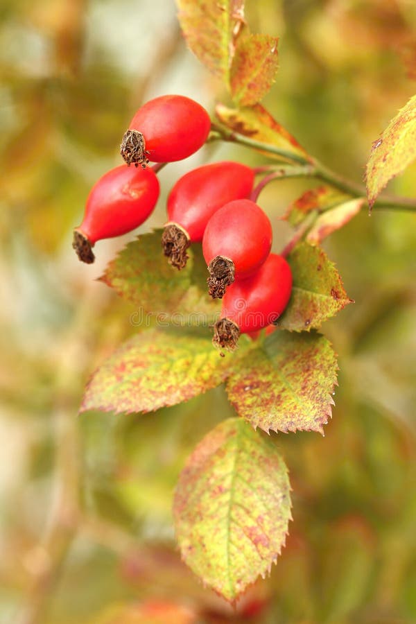 Wild rose berries stock image. Image of natural, healing - 61446023