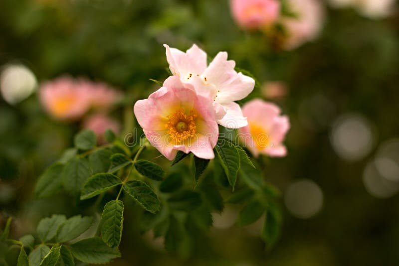 Wild rose stock image. Image of fine, nature, bright - 56074641