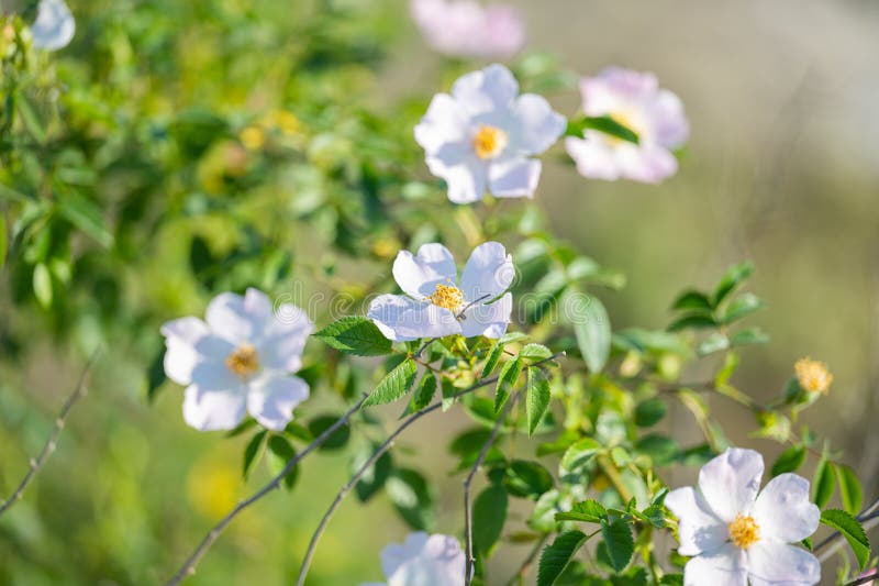 Wild Rose Blooming in the Meadow Stock Photo - Image of natural, wild ...