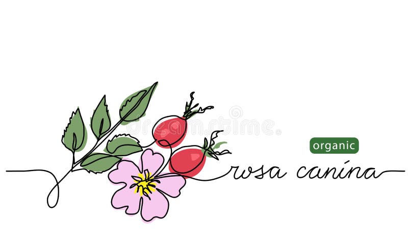 Rose Flower Minimalistic Tatoo Design. One Continuous Line Drawing ... Rose Flower Minimalistic Tatoo Design. One Continuous Line Drawing ...