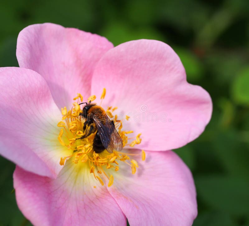 Wild Rose and Bumble Bee stock photo. Image of collecting - 42346698