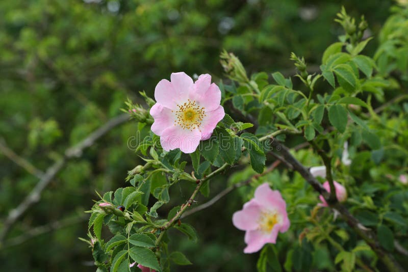 The Wild Rose Bush Blooms in the Spring Stock Photo - Image of brightly ...