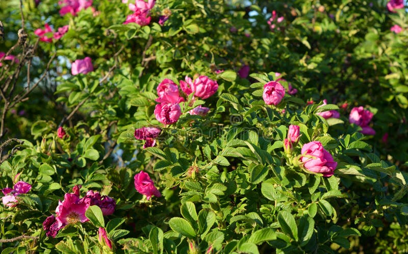 Wild rose bush close up. stock photo. Image of herbal - 119401148