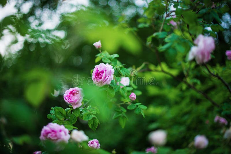 Wild Rose on a Bush in a Field Stock Image - Image of rose, countryside ...