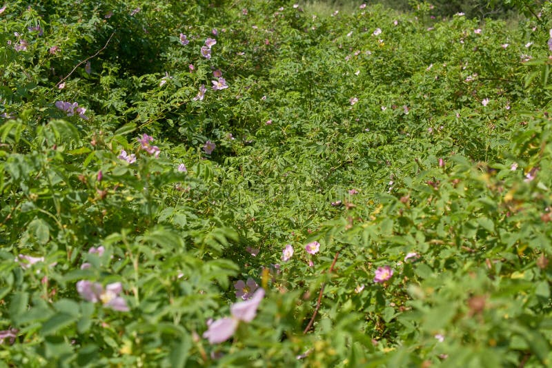 Wild rose stock image. Image of pink, spring, purple - 187058335