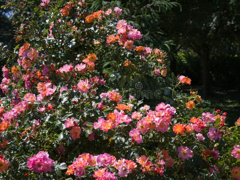 A Wild Rose Bush Full of Flowers Stock Photo - Image of green, july ...