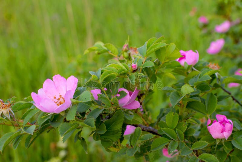 Wild rose Bush. stock image. Image of hawthorn, shrub - 150716879