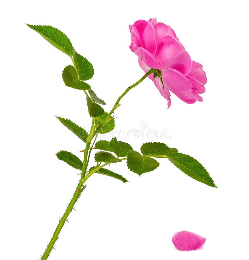 Wild Rose Cut with No Background Stock Image - Image of color, object ...