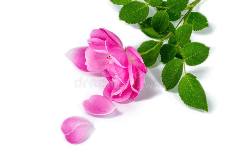 Wild Rose Cut with No Background. Pink Rose Stock Photo - Image of ...