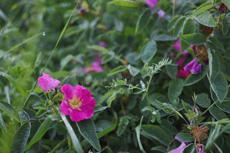 Wild rose stock image. Image of leaves, nature, pink - 96305877