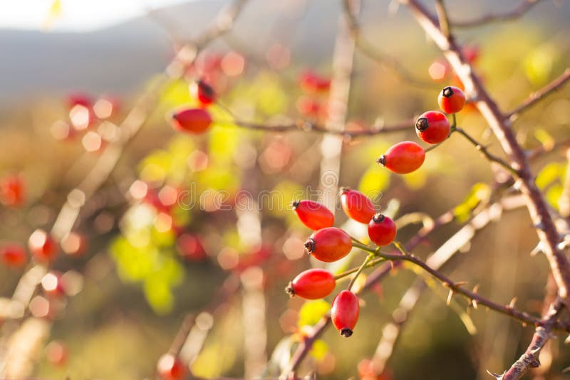 Wild rose stock image. Image of countryside, lago, bright - 44872521