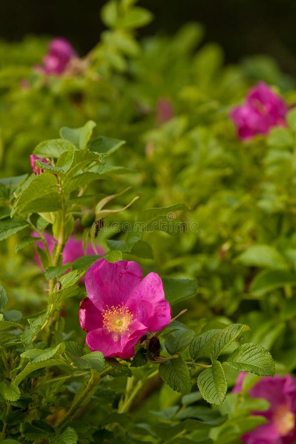 20,488 Yellow Wild Rose Flower Stock Photos - Free & Royalty-Free Stock ...