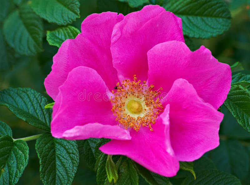 Wild rose flower stock photo. Image of flower, wild, leaves - 9724640