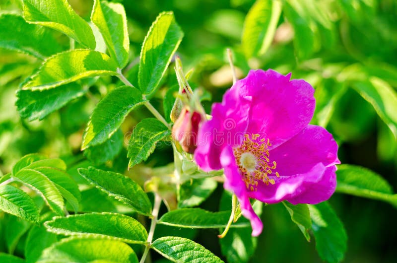 Wild Rose Flower Bud in Early Spring. Stock Image - Image of color ...