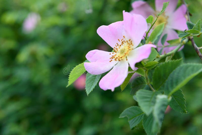 Wild rose flower stock photo. Image of beautiful, garden - 73329180
